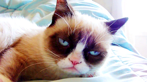 Grumpy-Cat-Waking-Up-GIF - Bocalista