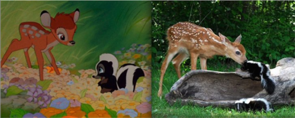 bambi-putois-659x264 - Bocalista