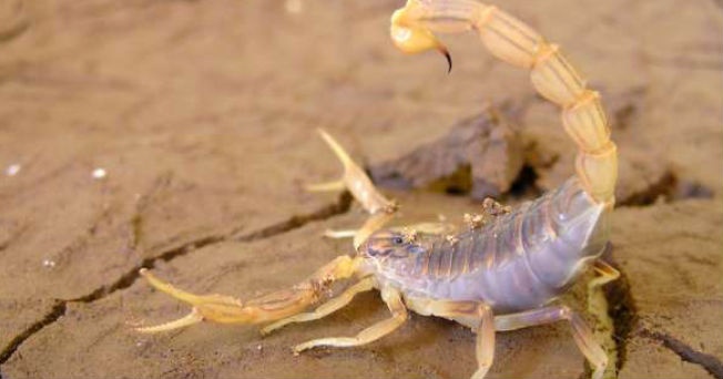 Los 13 animales más venenosos del mundo