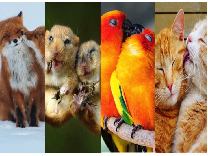 20 parejas de animalitos que son novios