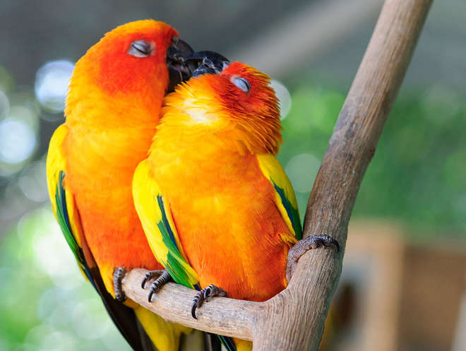 20 parejas de animalitos que son novios