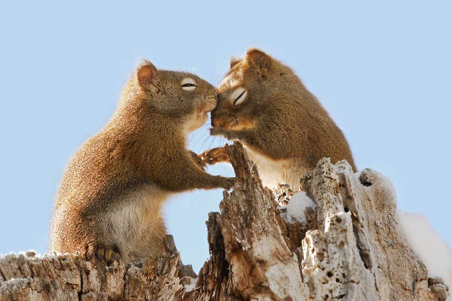 20 parejas de animalitos que son novios