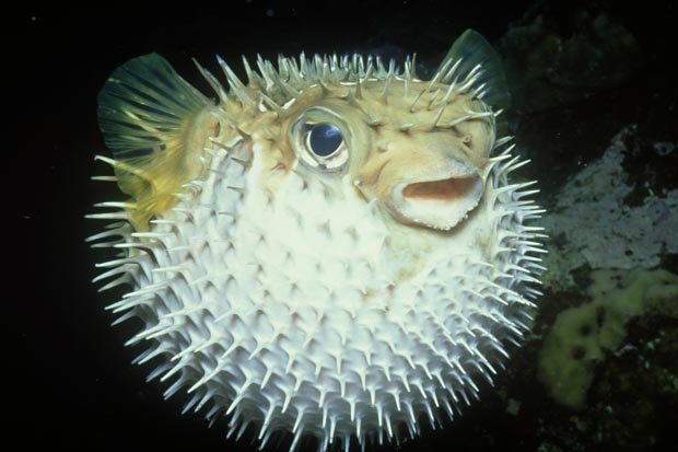 Los 10 animales más venenosos del planeta - Bocalista Los 10 animales más venenosos del planeta - Bocalista