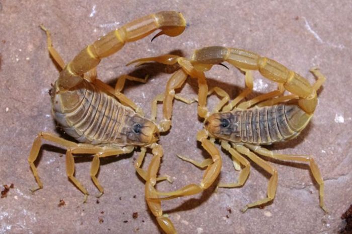 Los 10 animales más venenosos del planeta - Página 6 de 10 - Bocalista Los 10 animales más venenosos del planeta - Página 6 de 10 - Bocalista