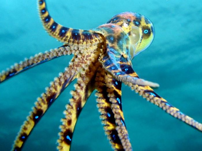 Los 10 animales más venenosos del planeta - Página 7 de 10 - Bocalista Los 10 animales más venenosos del planeta - Página 7 de 10 - Bocalista